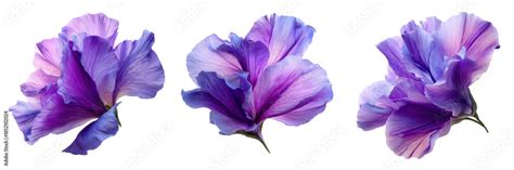 Set Of Vibrant Purple Sweet Pea Flower Cluster With Stems Detailed