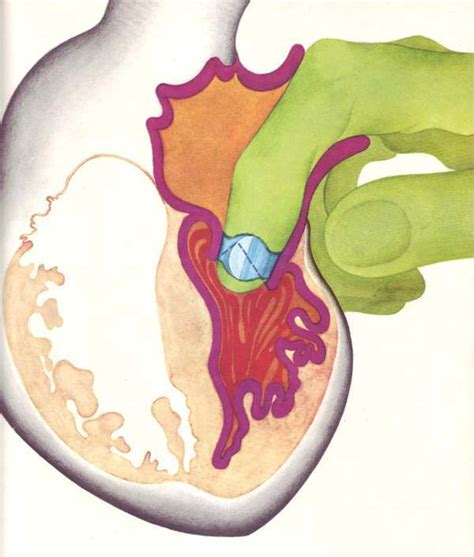 Le Livre De La Sante By Joseph Handler 3 Flashbak