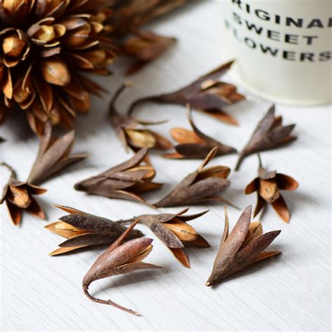 【玉兰果】原生态植物干花果实创意干花环永生花手工材料装饰摆设虎窝淘