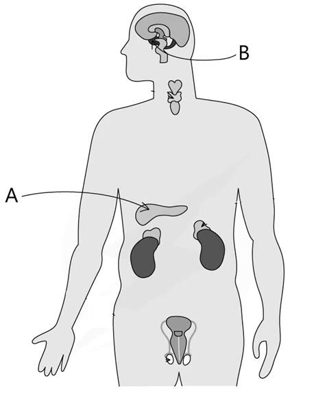 Control And Coordination In Mammals Cie A Level Biology Exam Questions 2025