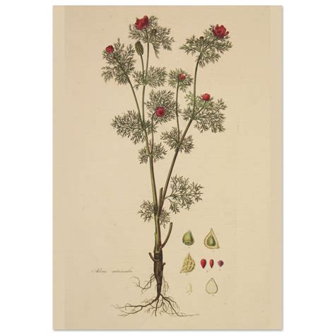 Botanical The Pheasants Eye