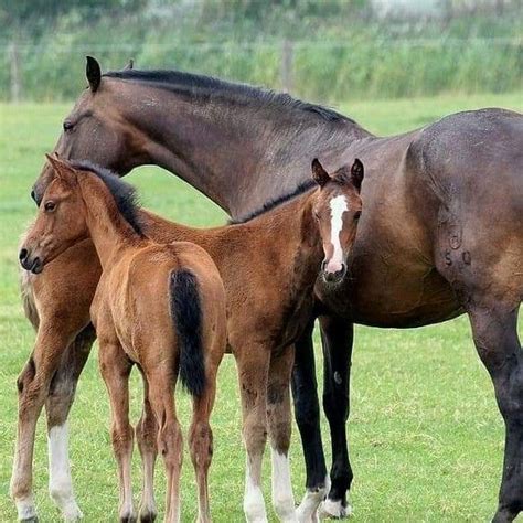 Pin By Holly Mitchell On Mares And Foals Horses Foals Horse Supplements