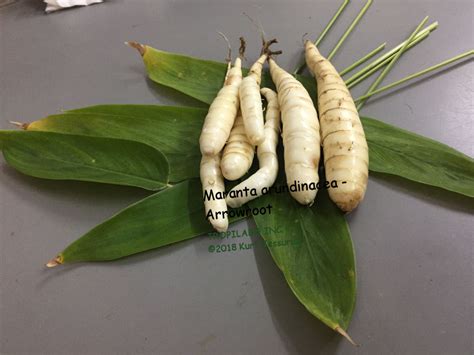 Maranta Arundinacea L Arrowroot