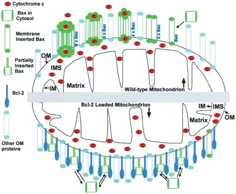 Mitochondrial Outer Membrane Permeabilization