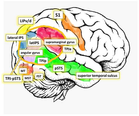 Temporoparietal Vs Temporal
