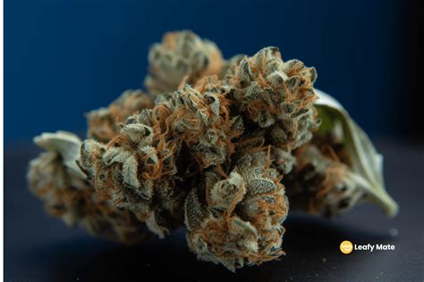 Unveiling The Potent And Legendary Acapulco Gold Weed Strain Leafy Mate