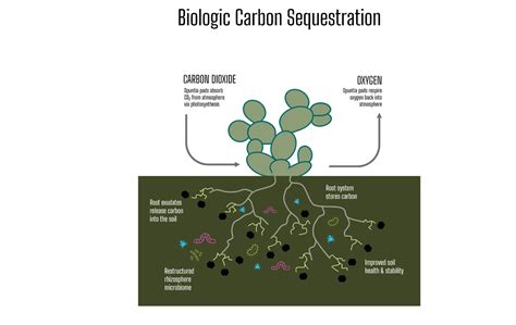 Biologic Carbon Sequestration • Opus Cactus
