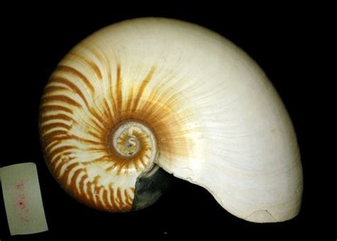 Genus Allonautilus · Inaturalist