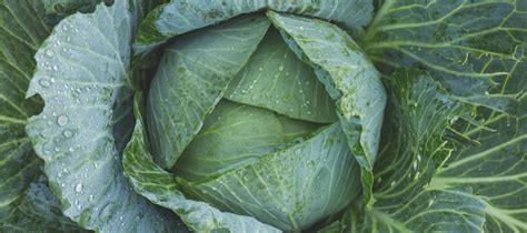 Tipos De Col Y Sus Características Mercado Vallehermoso