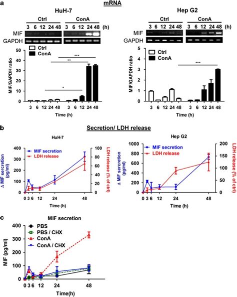 Macrophage Migration Inhibitory Factor Has A Permissive Role In
