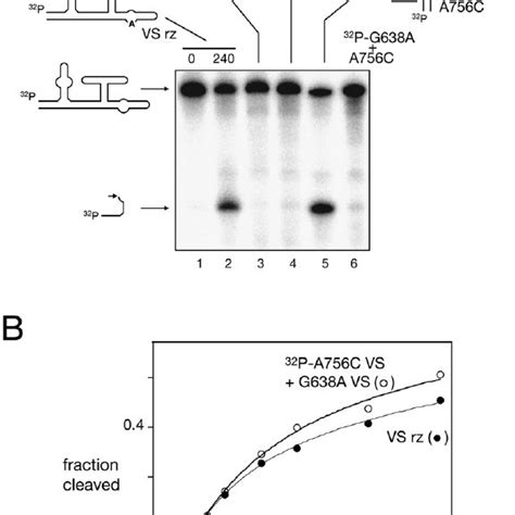 Cleavage Activity In Trans By Complementation Between Inactive Vs