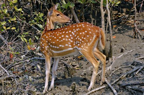 Spotted Deer