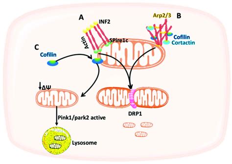 Schematic Representation Of The Interplay Between Mitochondria And The