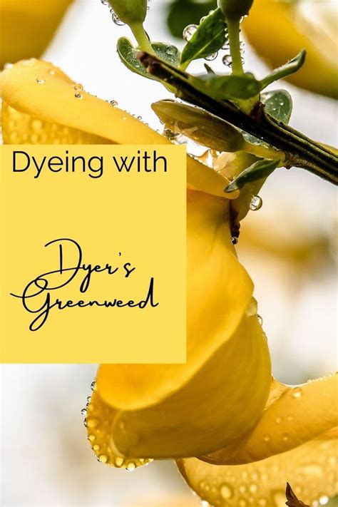 Dyeing With Dyers Greenweed Natural Fabric Dyeing