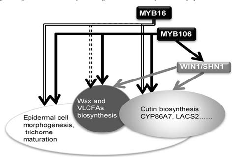 Figure 2 From Transcriptional Regulation Of Functional Genes Involved In Cuticular Wax