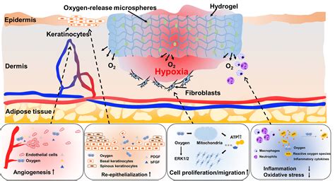 Home Polymeric Biomaterials And Regenerative Medicine Laboratory