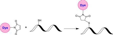 Xfd488 C5 Maleimide Aat Bioquest