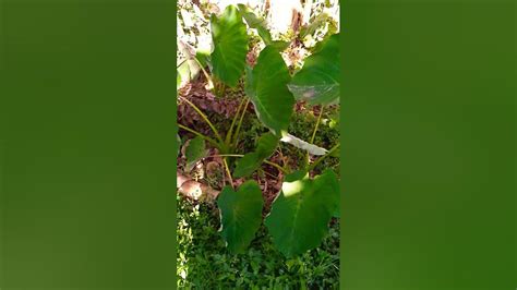 Farming Arrowroots Food Youtube