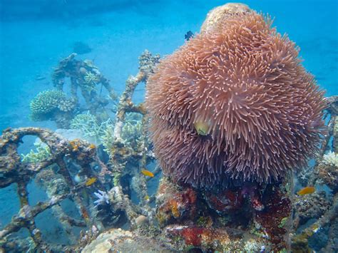 Biorock Pemuteran Snorkeling And Diving Indonesias Biggest Coral