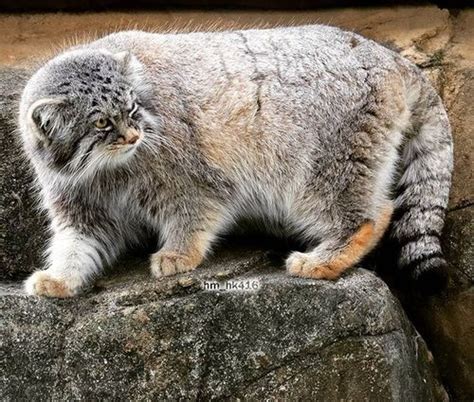 Manul Stepowy Rasa Kota Która Ma 2 Miliony Lat Świat Zwierząt