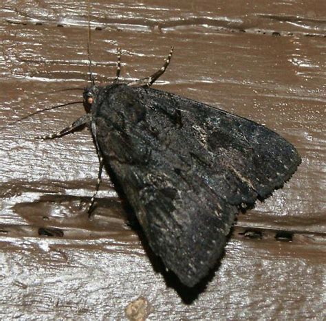 Catocala Antinympha Sweetfern Underwing Hodges 8775 Catocala