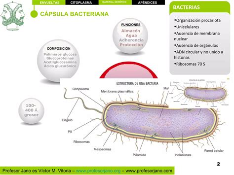 Estructura Bacteriana Ppt