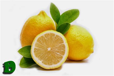 Plantas Medicinais LimÃo Citrus Limon