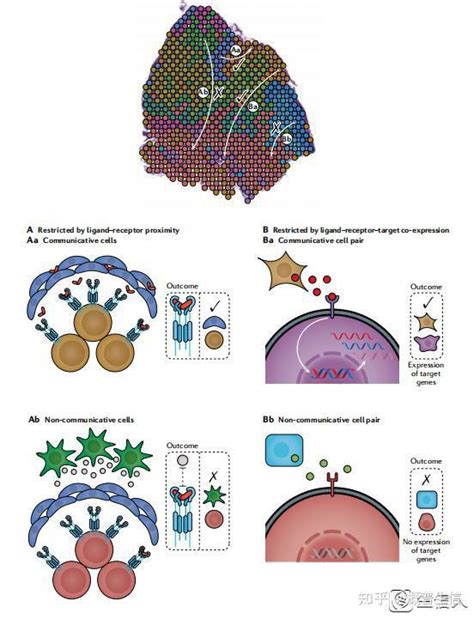 Nature 综述：单细胞和空间组的数据整合方法 知乎