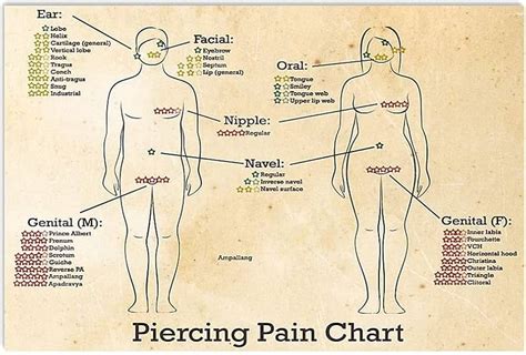 Körperpiercings Diagramm 1422 Stück Gemischter Edelstahl Nasenring
