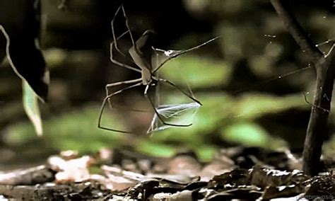 Web Spiders  By Cheezburger Find And Share On Giphy