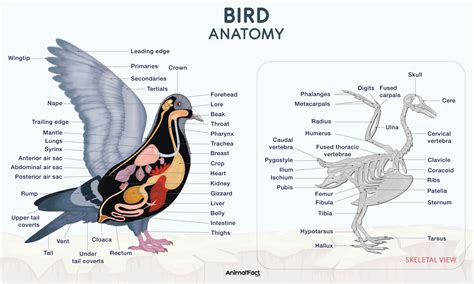 Avian Anatomy Female Anatomy And Histology Pictures
