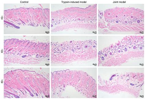 Construction Of Iad Rat Models Hematoxylin And Eosin Staining Was Used Download Scientific