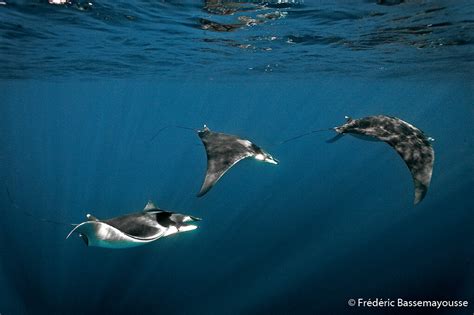 Spinetail Devil Ray Mobula Mobular Species Guide — Manta Trust