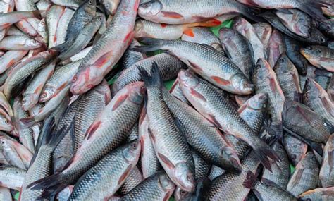 Assam Some Districts Successful In Ramping Up Fish Production In State