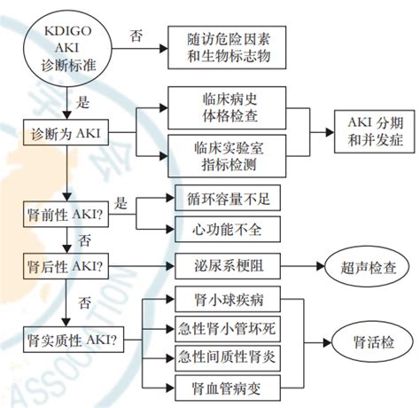 诊断急性肾损伤，需要三选一！中国指南建议循环患者