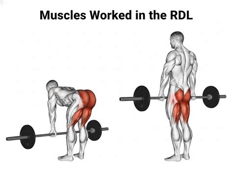 Rdl Vs Deadlift Differences In Muscles Form And Training