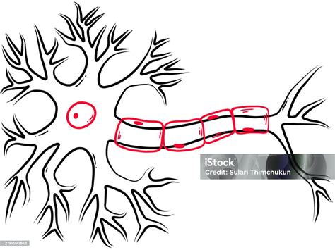 Human Nerve Cell Stock Illustration Download Image Now Anatomy