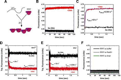Kinetics Of Rpa Binding To Ssdna A Schematic Of Stopped Flow