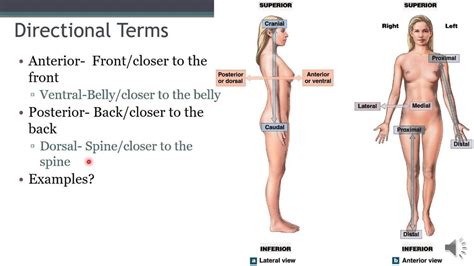 Directional Terms Diagram Quizlet