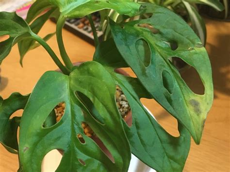 マドカズラが難しいといわれる理由2つとは？ 観葉植物のお悩みを解決するなら観葉植物ラボ