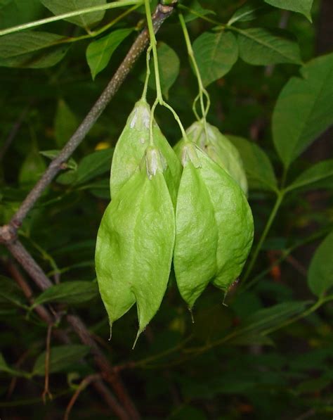 Staphylea Trifolia Alchetron The Free Social Encyclopedia