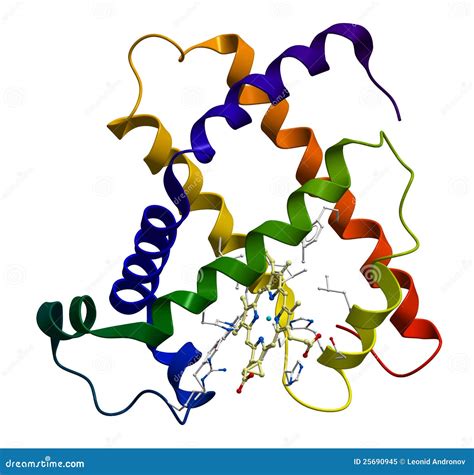 Protein Myoglobin Molecule Stock Image 25690945