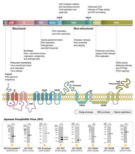 Japanese Encephalitis Virus | GeneTex