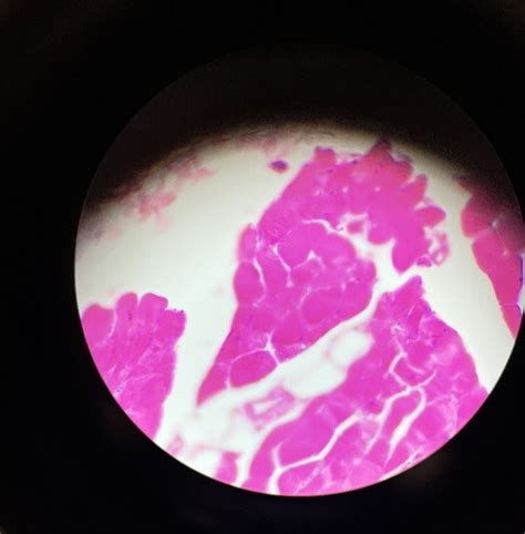 Lab Practical 1 Tissues Flashcards Quizlet
