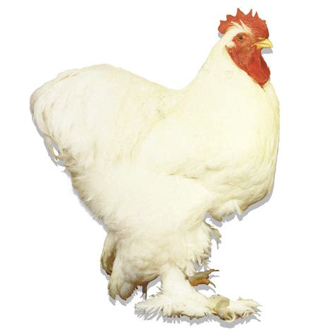 Assorted Silkies Bantam Hatching Eggs