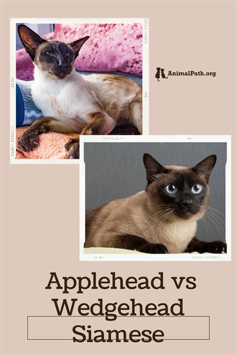 Applehead Vs Wedgehead Siamese What Are The Differences