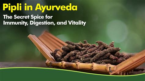 Pipli In Ayurveda Ayurvedic Benefits Of Long Pepper For Health Baidyanath Ayurved