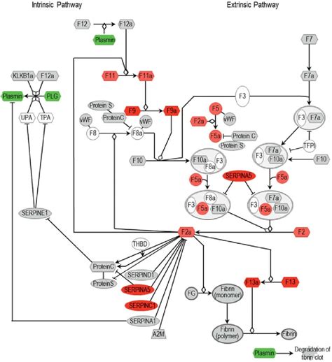 Schematic View Of The Coagulation Cascade Colored Boxes Highlight