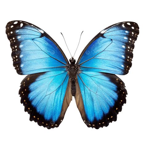 Blue Morpho Butterfly Front View With White Background Tropical