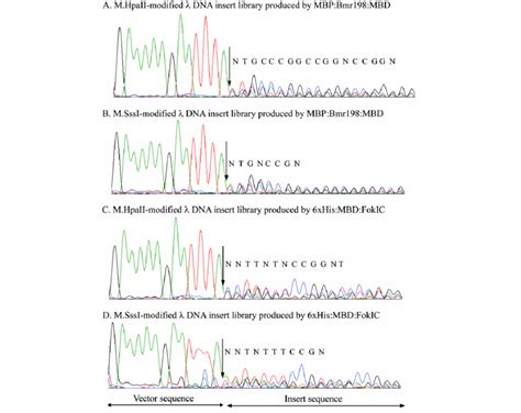 Sequencing Of The Plasmid Dna Libraries With Random Insert Dna